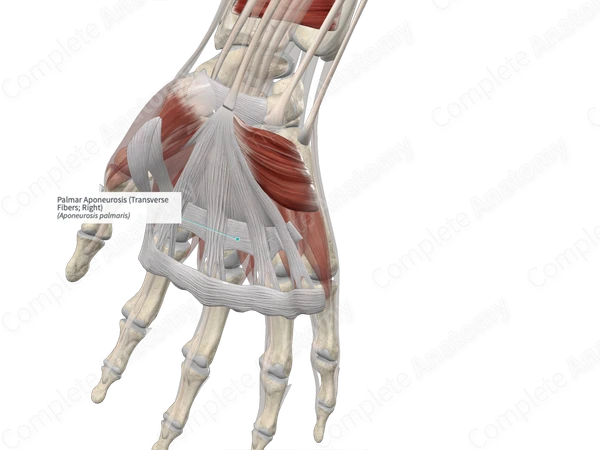 Palmar Aponeurosis (Transverse Fibers; Left) | Complete Anatomy