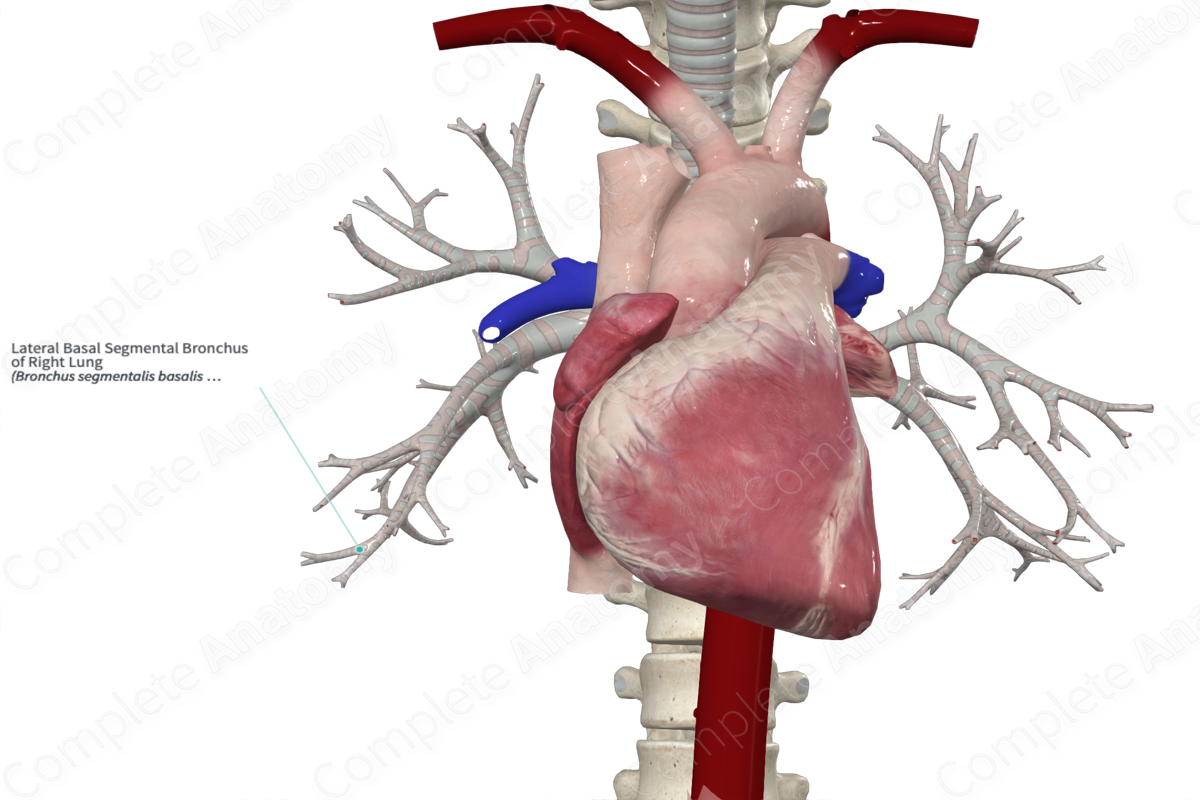 Lateral Basal Segmental Bronchus Of Right Lung Complete Anatomy