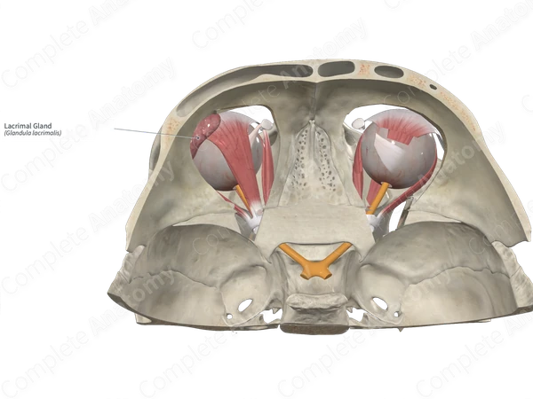 Lacrimal Gland | Complete Anatomy