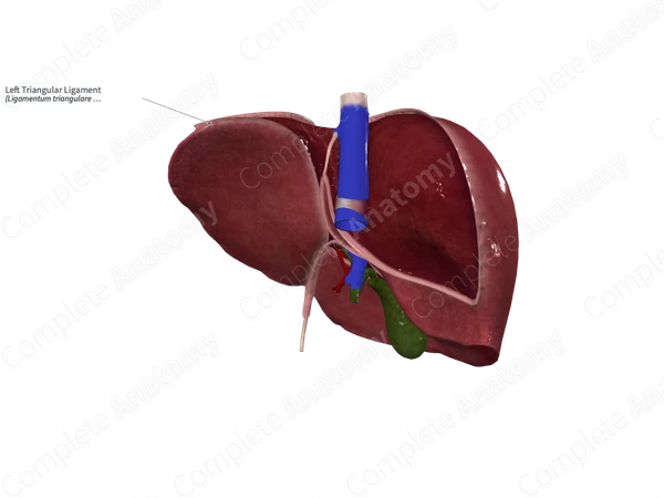 Left Triangular Ligament | Complete Anatomy
