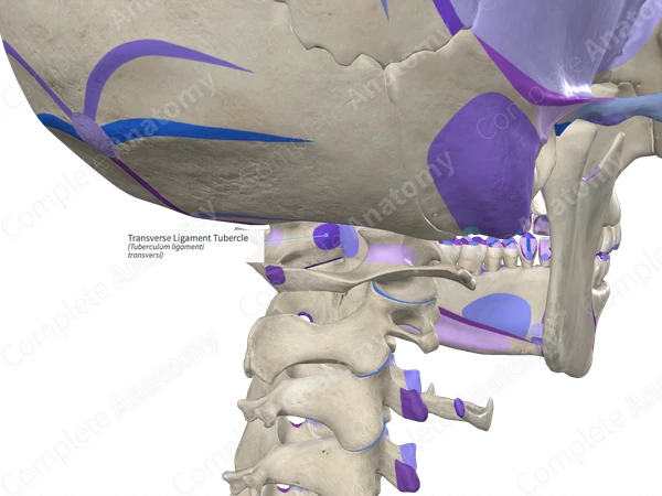 Transverse Ligament Tubercle (Right) | Complete Anatomy