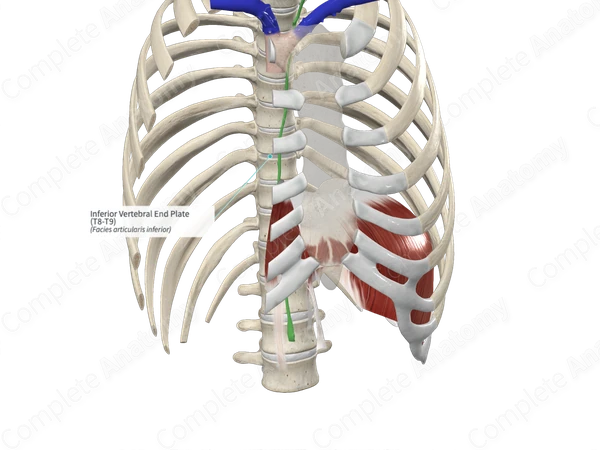Inferior Vertebral End Plate (T8-T9) | Complete Anatomy