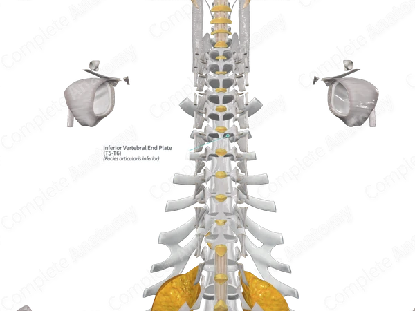 Inferior Vertebral End Plate (T5-T6) | Complete Anatomy