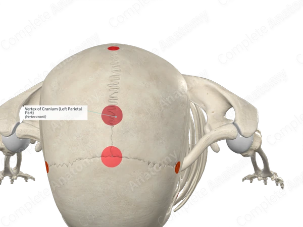 Vertex of Cranium (Left Parietal Part) | Complete Anatomy