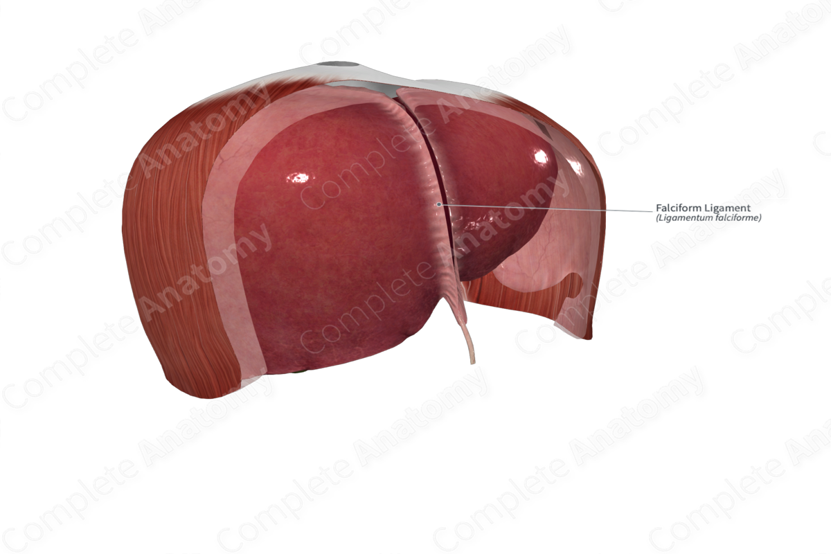 Falciform Ligament Complete Anatomy
