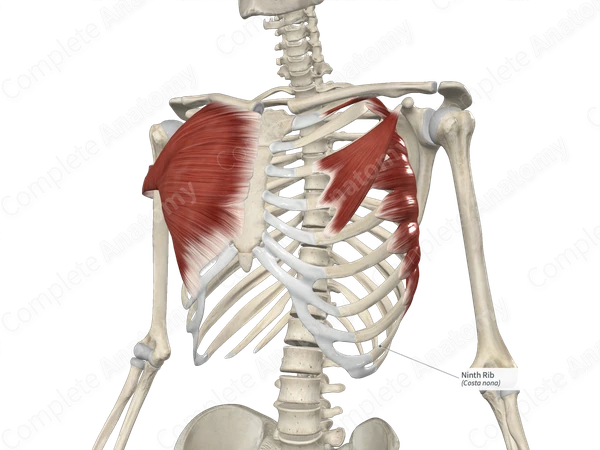 Ninth Rib | Complete Anatomy