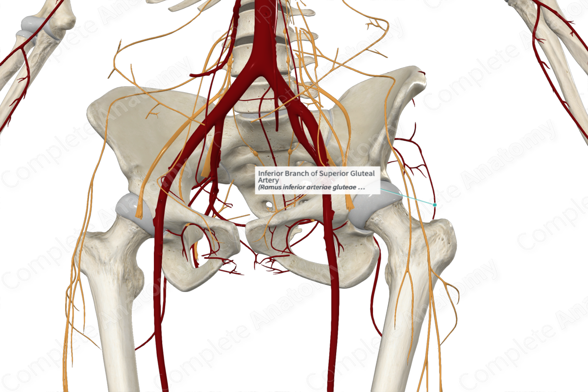 Inferior Branch Of Superior Gluteal Artery Complete Anatomy