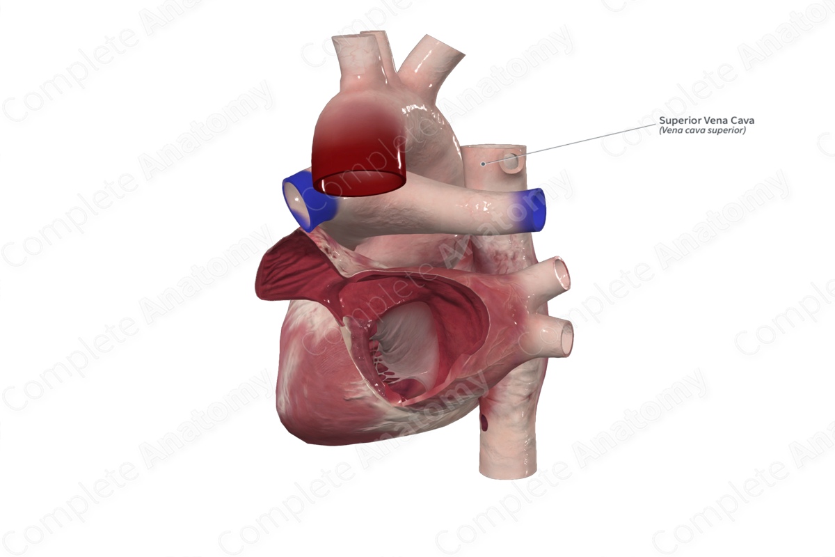 Superior Vena Cava | Complete Anatomy