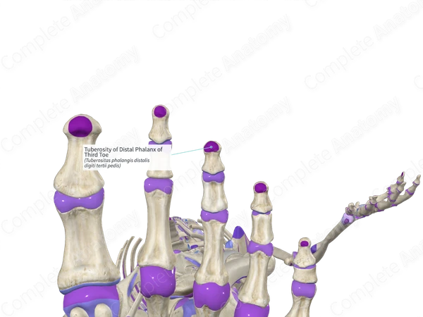 Tuberosity of Distal Phalanx of Third Toe | Complete Anatomy