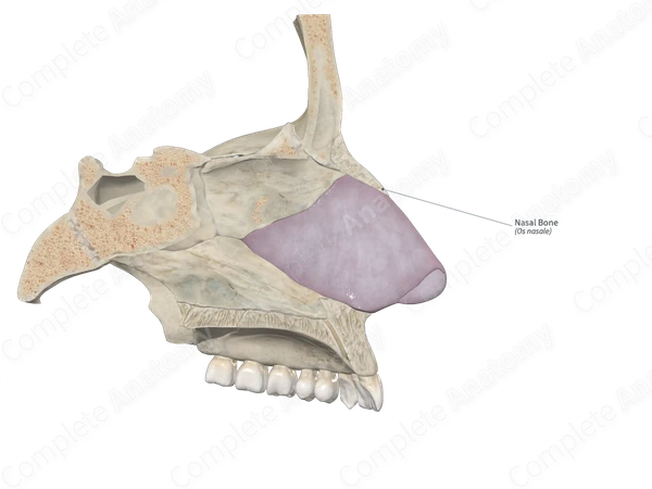 Nasal Bone | Complete Anatomy