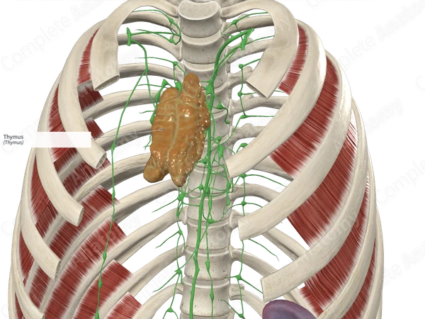 Thymus Gland Model Evotech Scientific Deluxe 10 Parts 1.5X Life Size