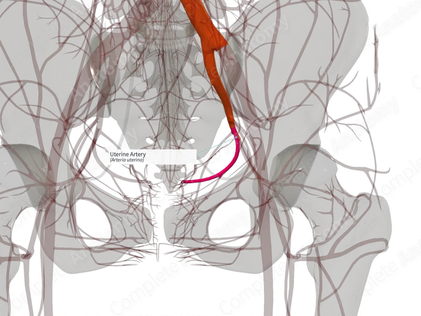Uterine Artery (Left) | Complete Anatomy
