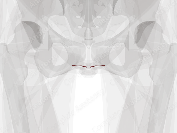 Arteries of Urethra | Complete Anatomy