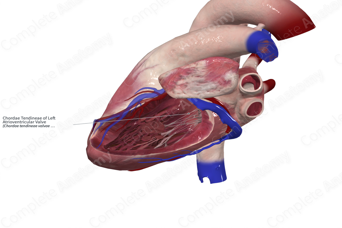 Chordae Tendineae of Left Atrioventricular Valve | Complete Anatomy
