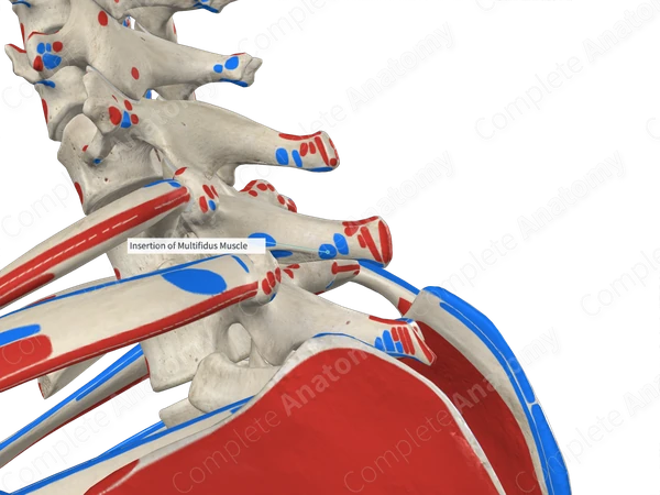 Insertion of Multifidus Muscle | Complete Anatomy