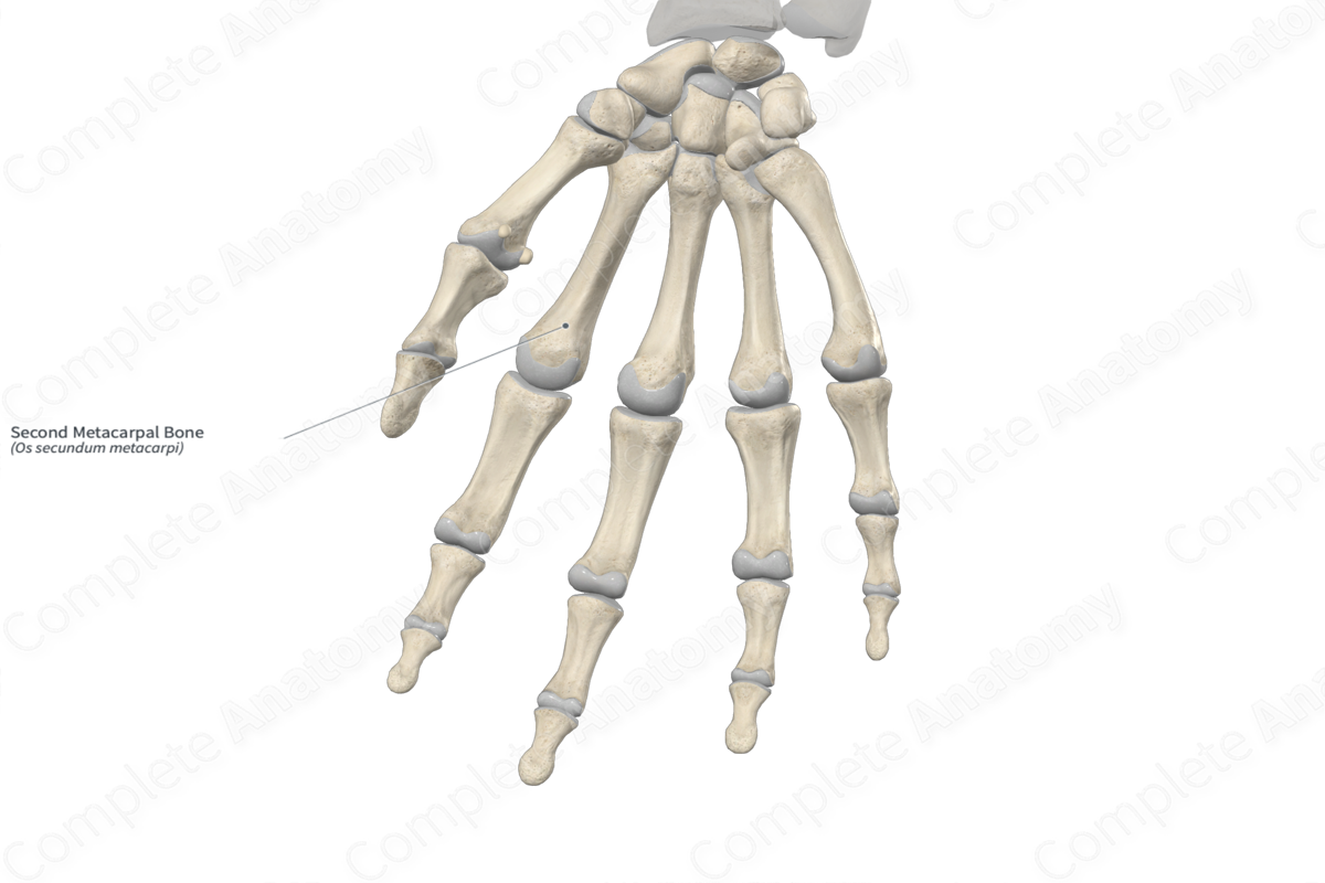 Second Metacarpal Bone Complete Anatomy