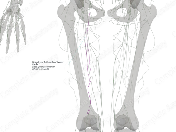 Deep Lymph Vessels of Lower Limb (Left) | Complete Anatomy