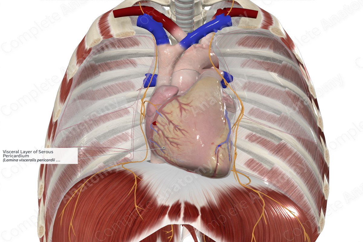 Visceral Layer of Serous Pericardium | Complete Anatomy