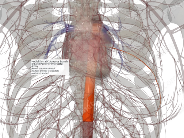 Medial Dorsal Cutaneous Branch of Sixth Posterior Intercostal Artery ...