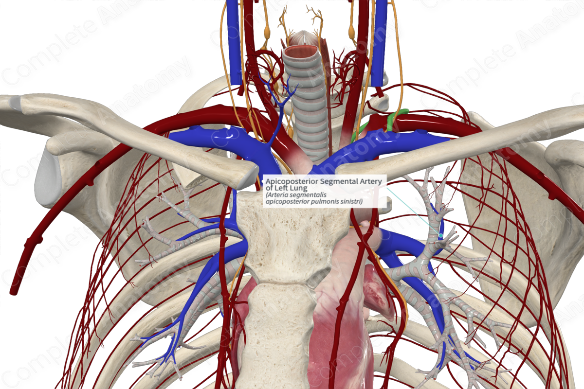 Apicoposterior Segmental Artery Of Left Lung Complete Anatomy