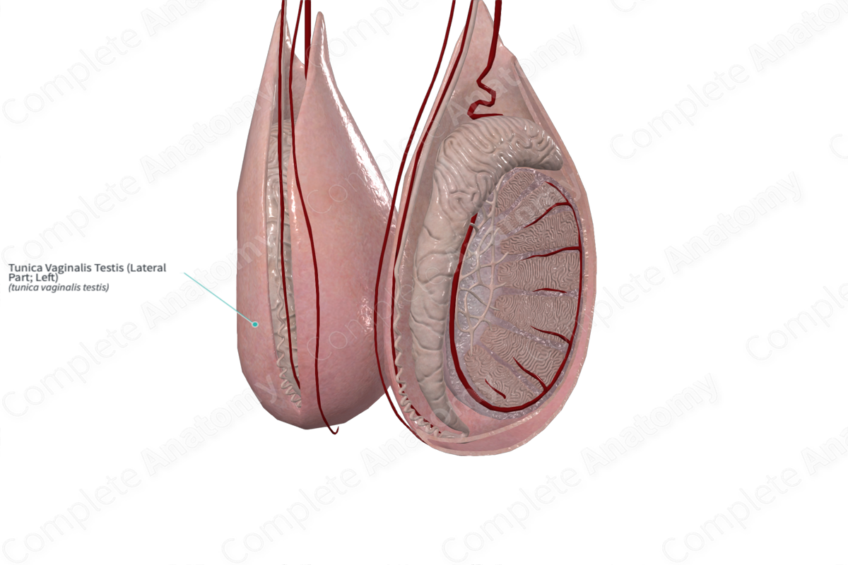 Tunica Vaginalis Testis Lateral Part Left Complete Anatomy