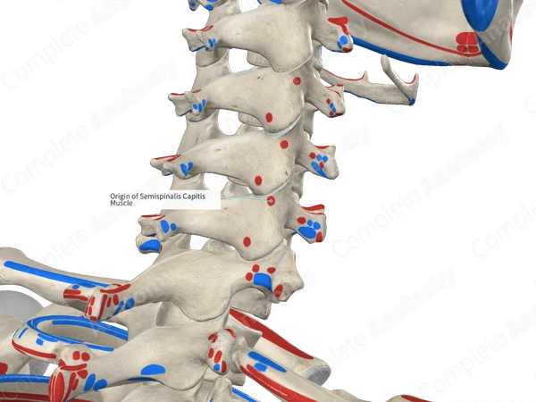 Origin of Semispinalis Capitis Muscle | Complete Anatomy