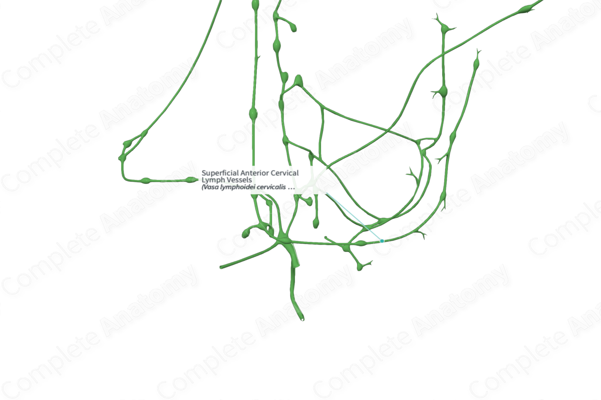Superficial Anterior Cervical Lymph Vessels Complete Anatomy