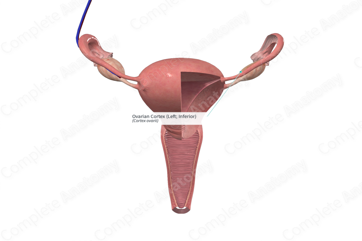 Ovarian Cortex Left Inferior Complete Anatomy