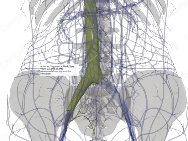 Anterior Segmental Medullary Veins (Sacral; Right) | Complete Anatomy