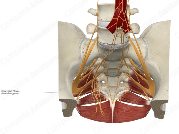 Coccygeal Plexus | Complete Anatomy