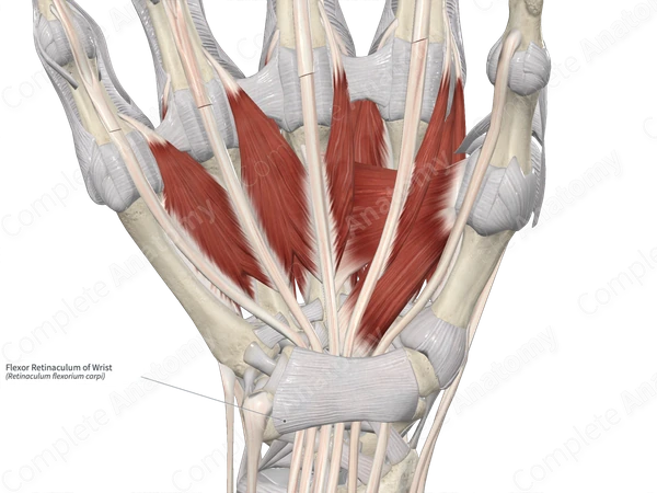 Flexor Retinaculum of Wrist | Complete Anatomy