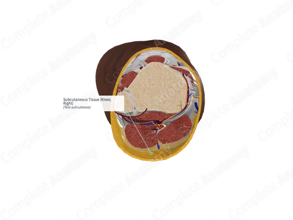 Subcutaneous Tissue (Knee; Left) | Complete Anatomy