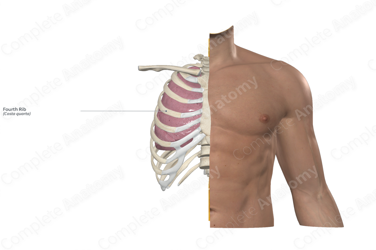 Fourth Rib | Complete Anatomy