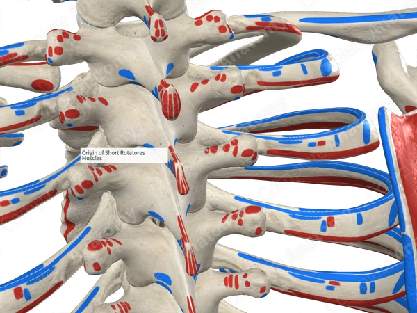 Origin of Short Rotatores Muscles | Complete Anatomy