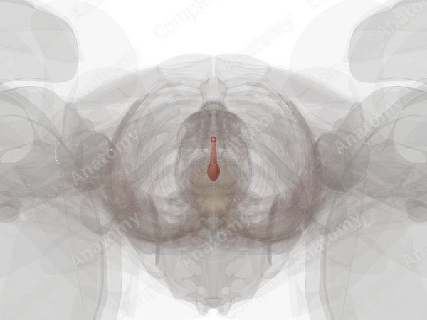 Female Urethra Anatomy Pictures Urethra | Veterian Key