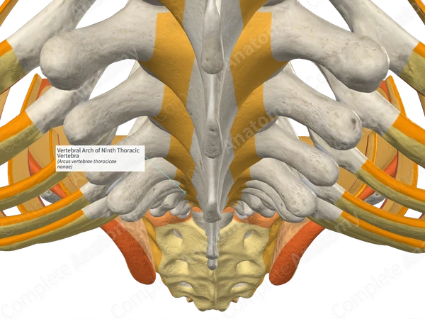 Vertebral Arch of Ninth Thoracic Vertebra | Complete Anatomy