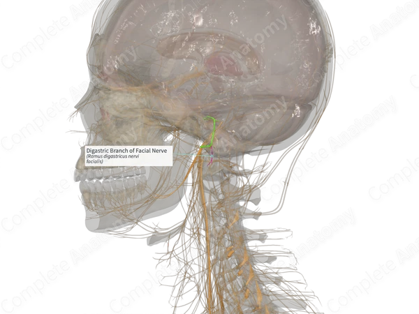 Digastric Branch of Facial Nerve (Right) | Complete Anatomy