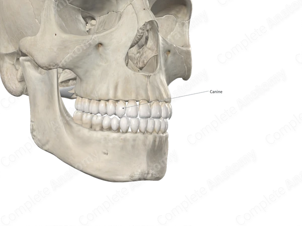Anatomie Des Dents Canines Canines (overview) | Anatomy.app