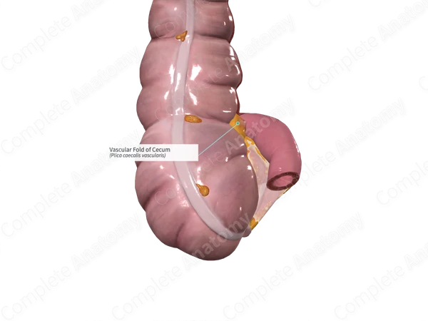 Vascular Fold of Cecum | Complete Anatomy
