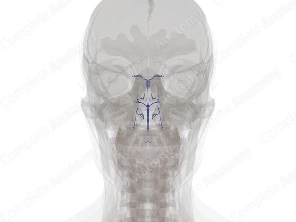 Veins of Nose & Nasal Cavity | Complete Anatomy
