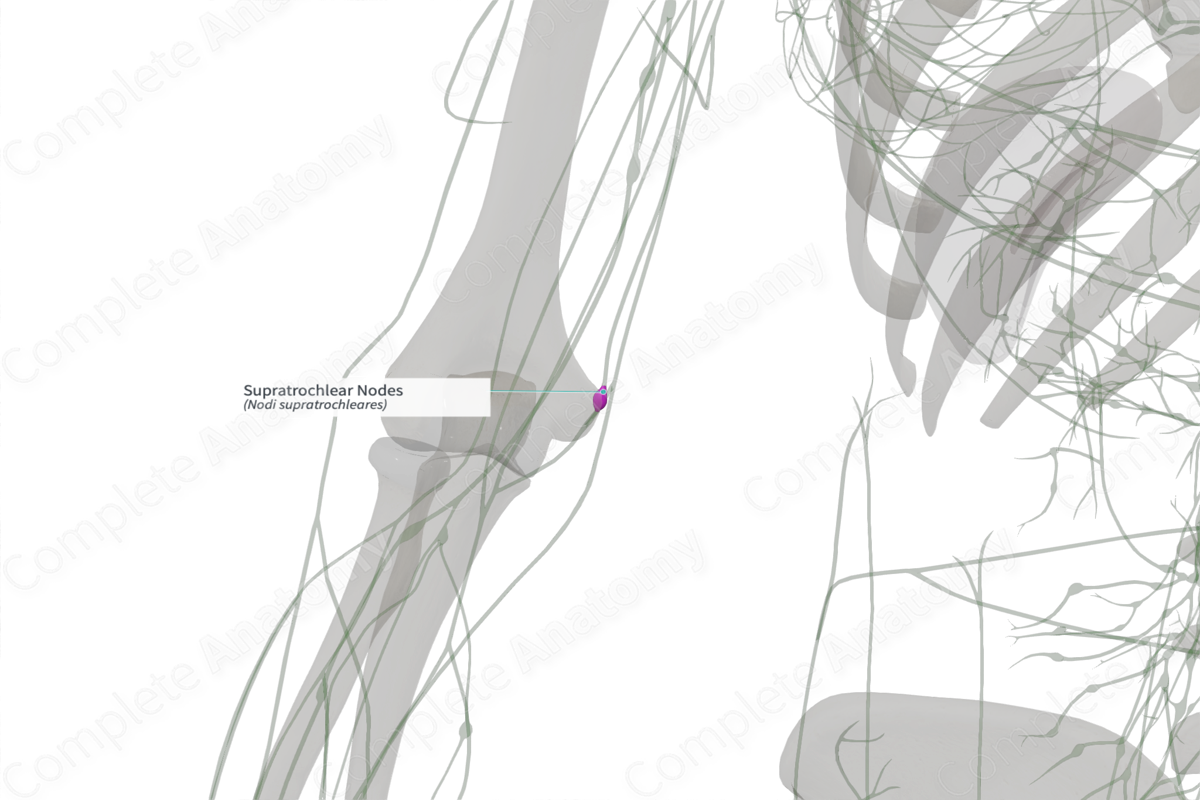 Supratrochlear Nodes Left Complete Anatomy