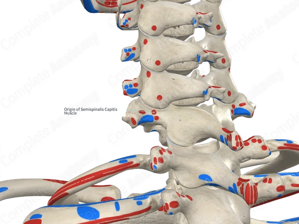 Origin of Semispinalis Capitis Muscle | Complete Anatomy