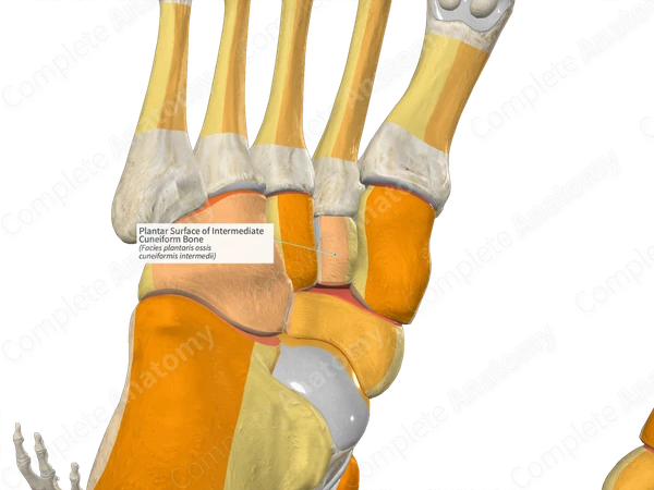 Plantar Surface of Intermediate Cuneiform Bone | Complete Anatomy