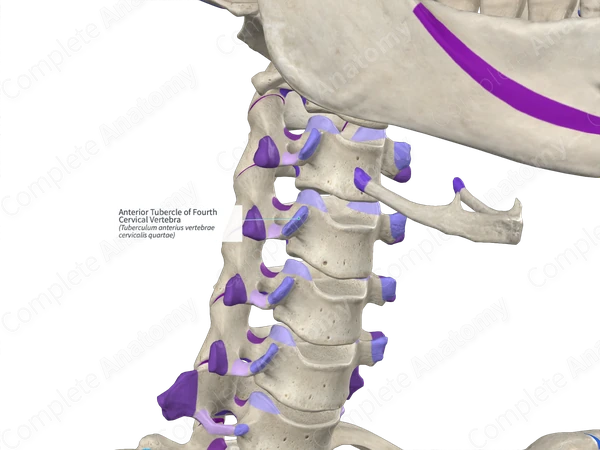 Anterior Tubercle of Fourth Cervical Vertebra (Left) | Complete Anatomy