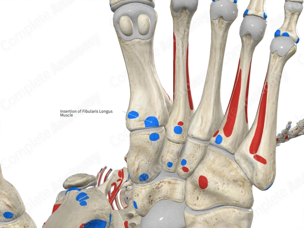 Insertion of Fibularis Longus Muscle | Complete Anatomy