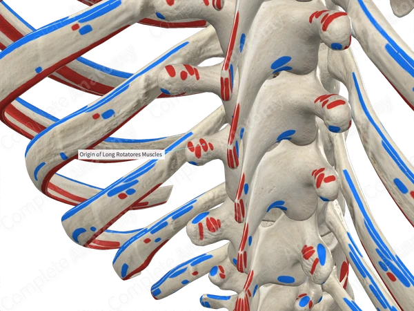 Origin of Long Rotatores Muscles | Complete Anatomy
