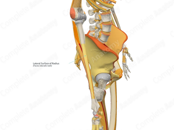 Lateral Surface of Radius | Complete Anatomy