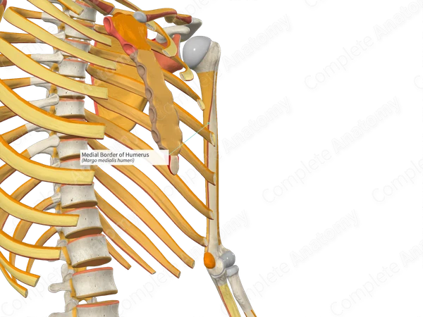Medial Border of Humerus | Complete Anatomy
