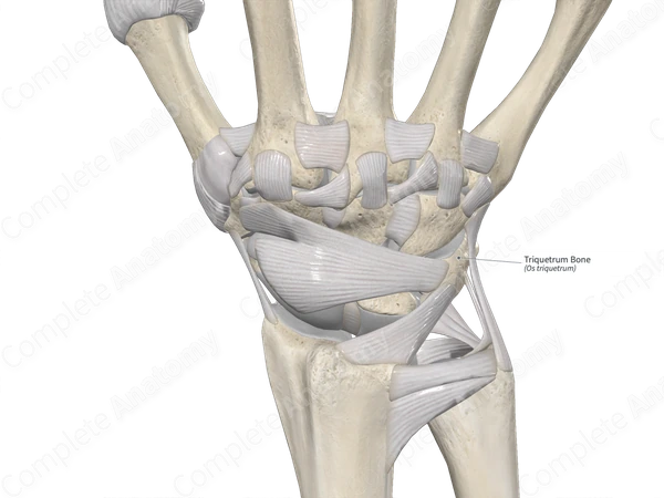 Wrist Bone Anatomy The Radiocarpal Joint Is A Synovial Joint Formed