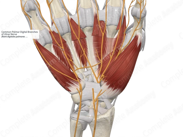 Common Palmar Digital Branches of Ulnar Nerve | Complete Anatomy
